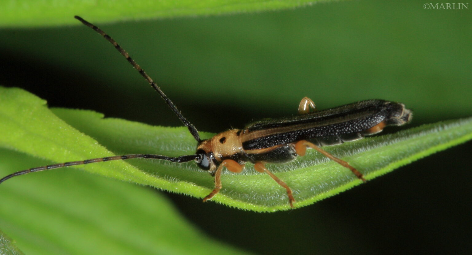 Dogwood Twig Borer Beetle - North American Insects & spiders