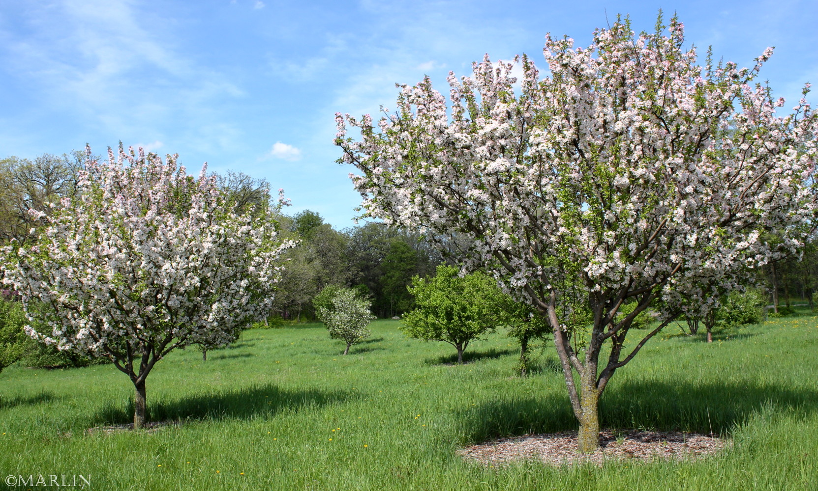 Doubleflower Chinese Crabapple Malus Spectabilis Plena North 