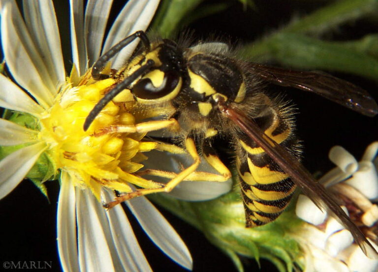 Downy Yellowjacket - North American Insects & spiders