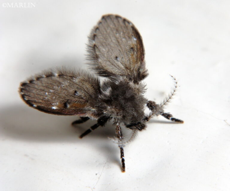 Drain Fly / Moth Fly - North American Insects & spiders
