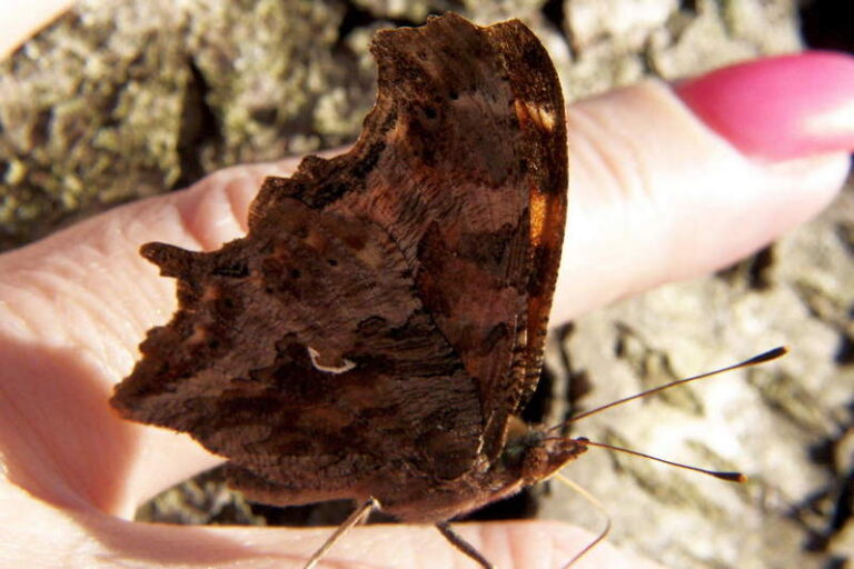 Eastern Comma Butterfly - North American Insects & spiders