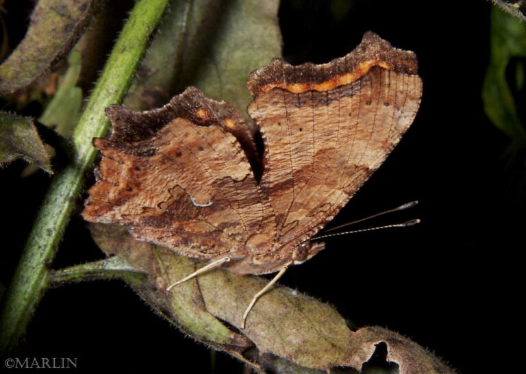 Gray Comma Butterfly - North American Insects & spiders