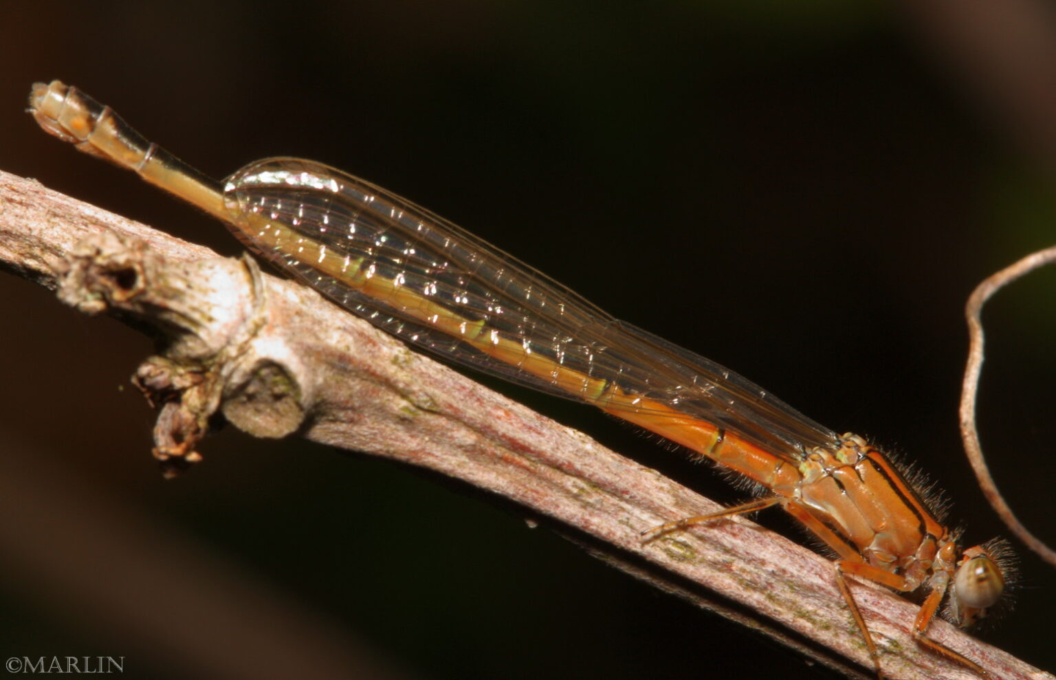 Eastern Forktail Damselfly - North American Insects & spiders