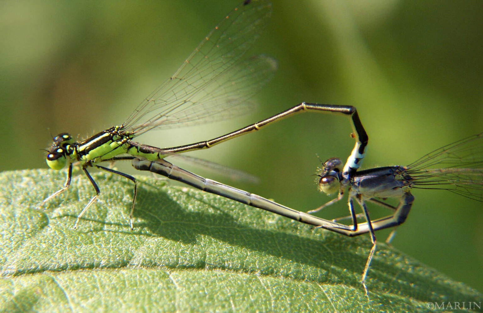 Eastern Forktail Damselfly - North American Insects & spiders