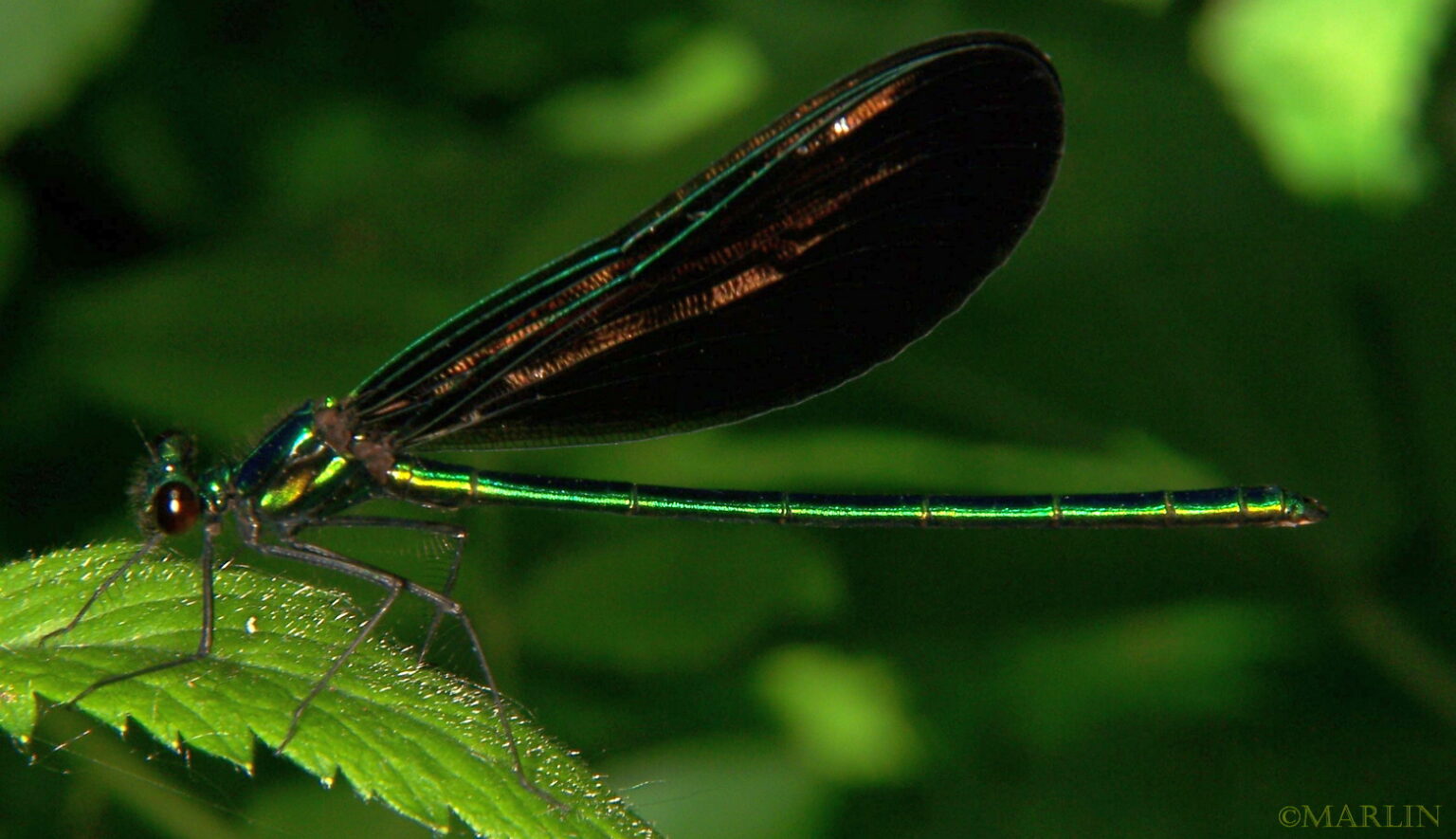 Ebony Jewelwing Damselfly - North American Insects & spiders