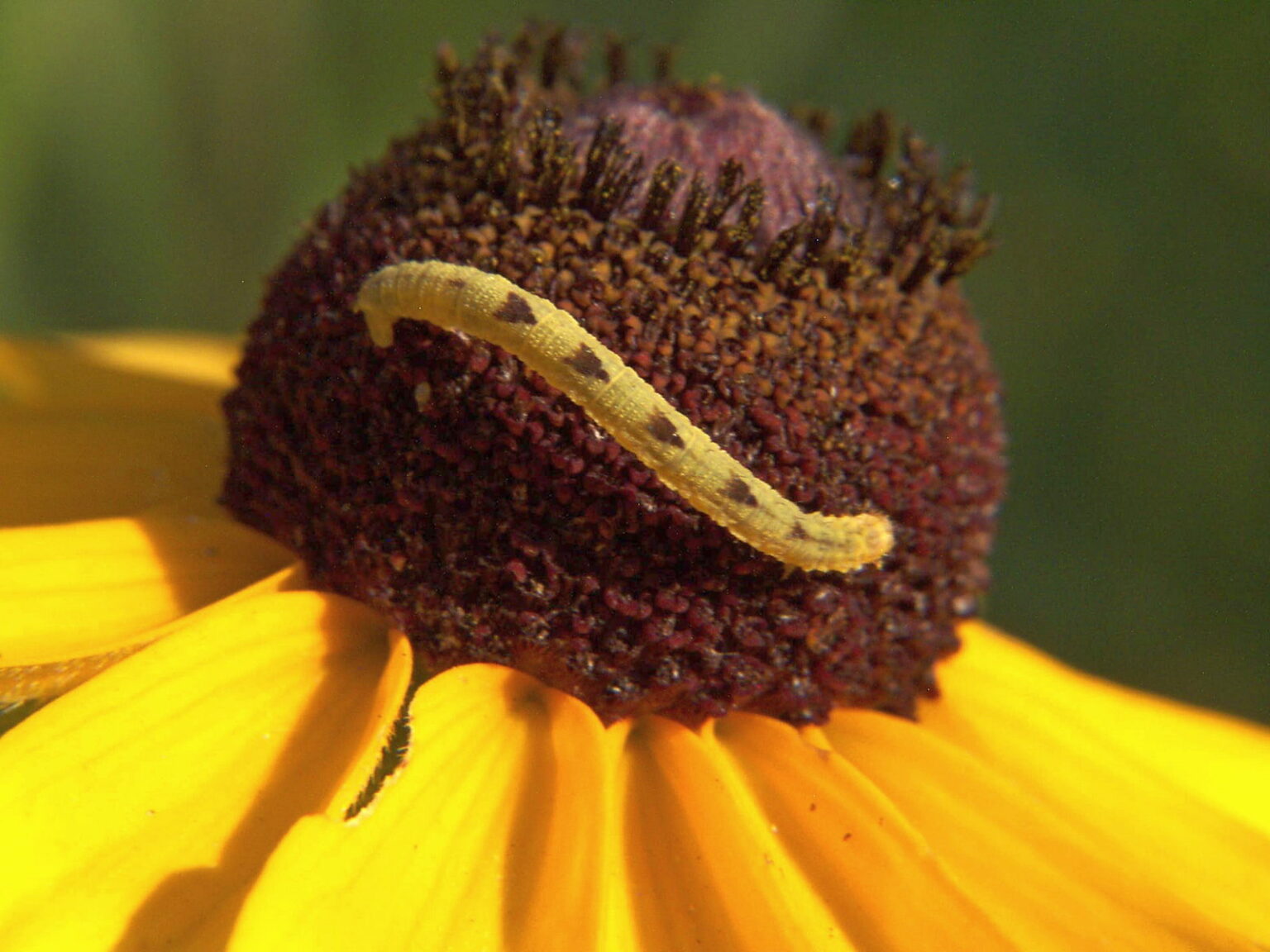 Eupithecia Moth Caterpillar - North American Insects & spiders