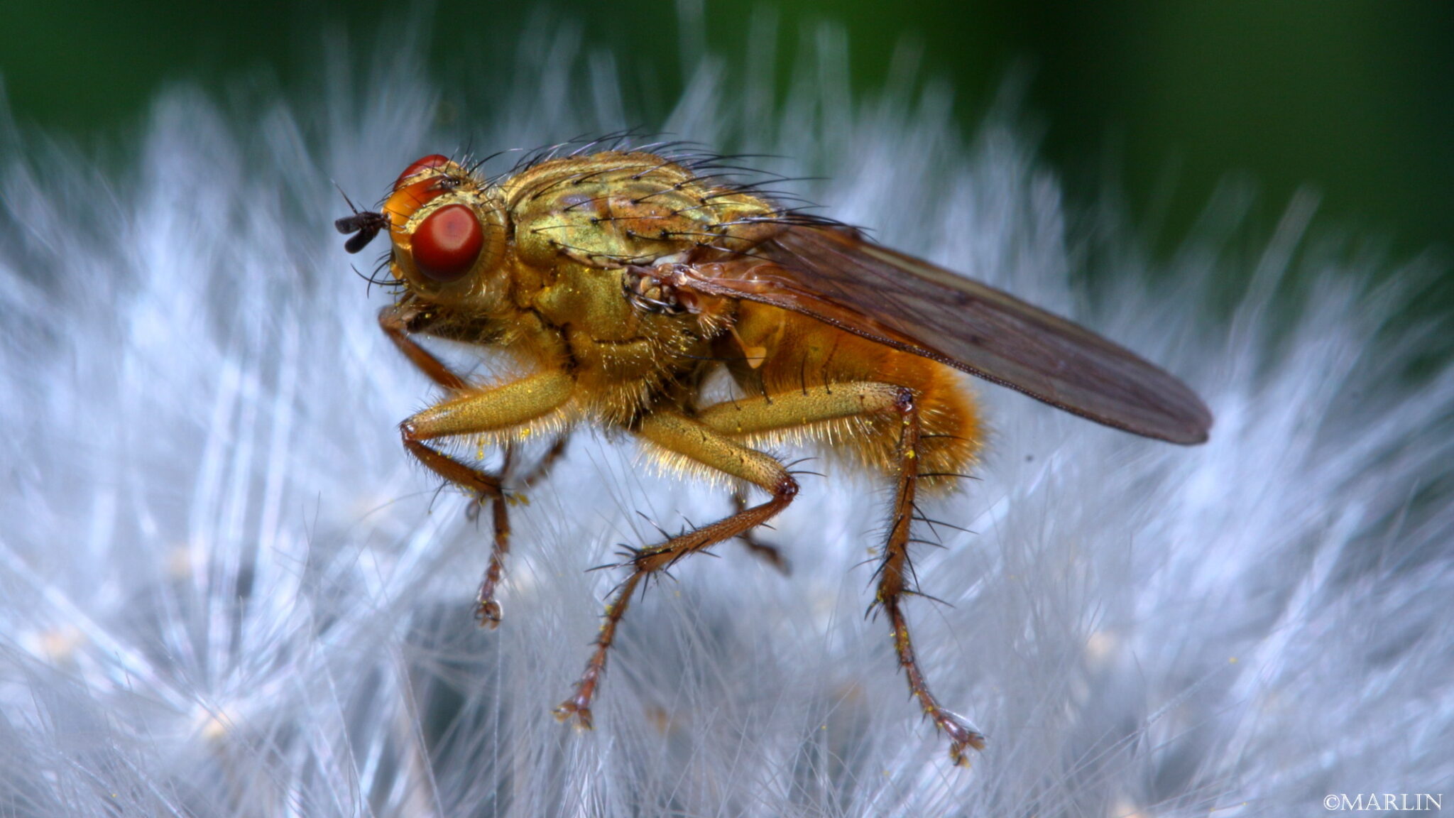 Golden Dung Fly - North American Insects & spiders