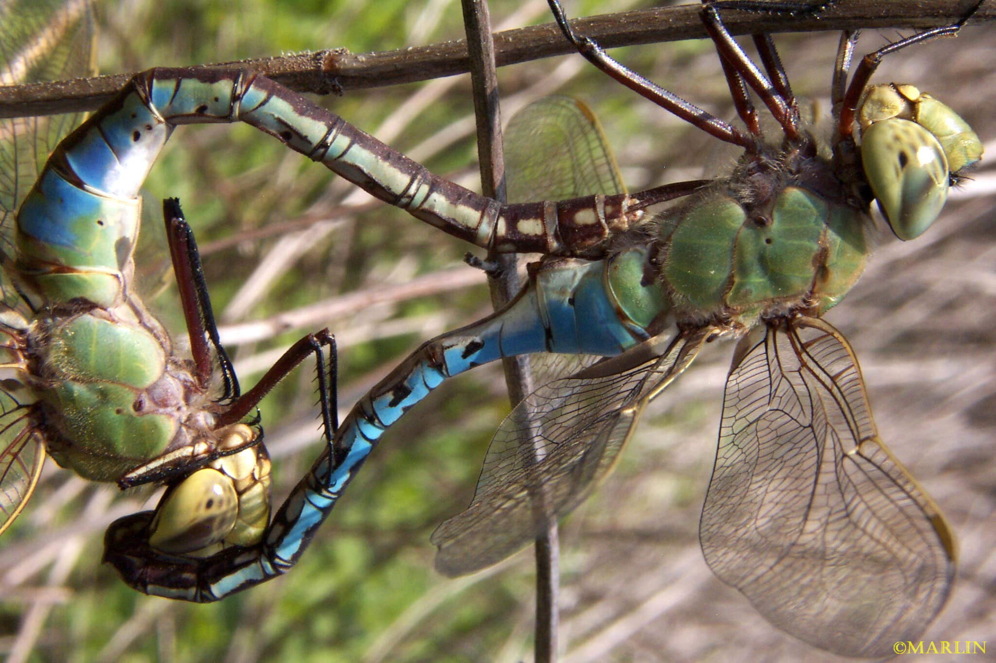 Dragonflies of North America - North American Insects & spiders