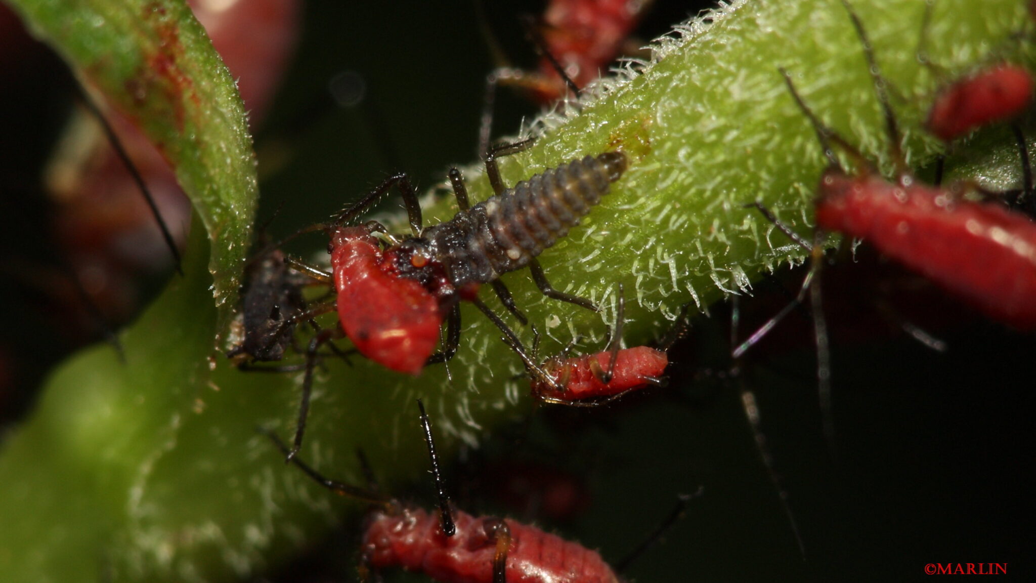Ladybugs - Family Coccinellidae - North American Insects & spiders
