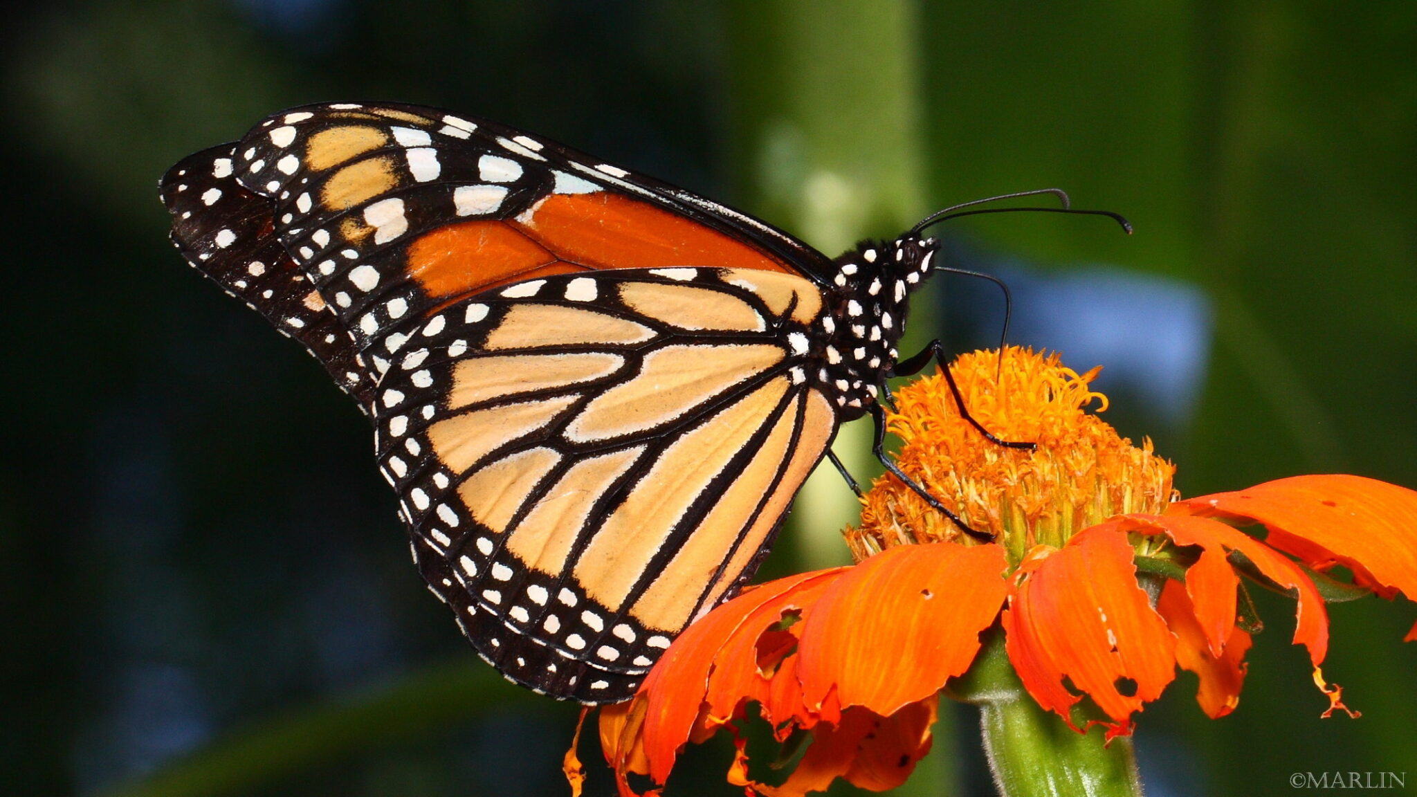 Monarch Butterfly - North American Insects & spiders