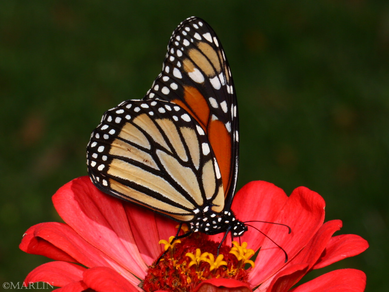 Monarch Butterfly - North American Insects & spiders