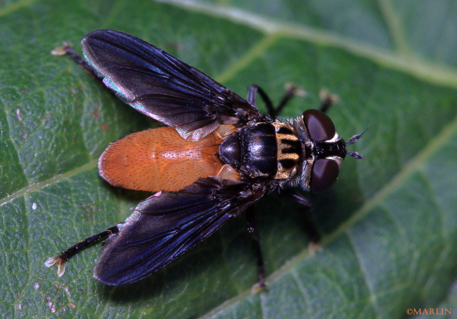 Tachinid Fly - Trichopoda pennipes - North American Insects & spiders