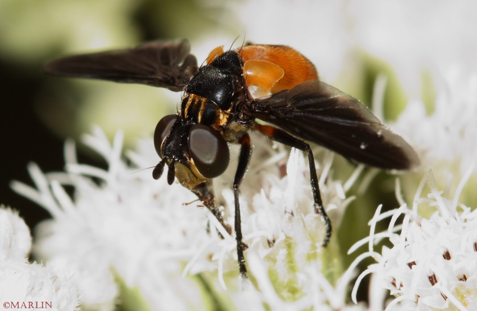 Tachinid Flies - North American Insects & spiders
