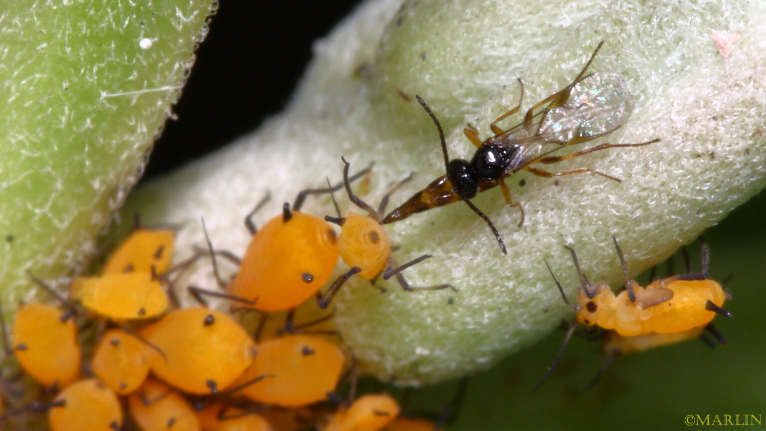 Aphid Mummy Wasp Lays Eggs on Aphids - North American Insects & spiders