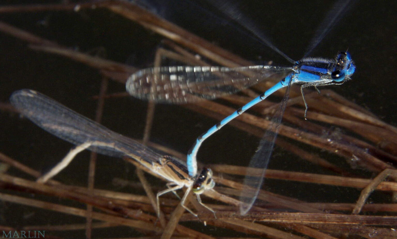 Familiar Bluet Damselfly - North American Insects & spiders