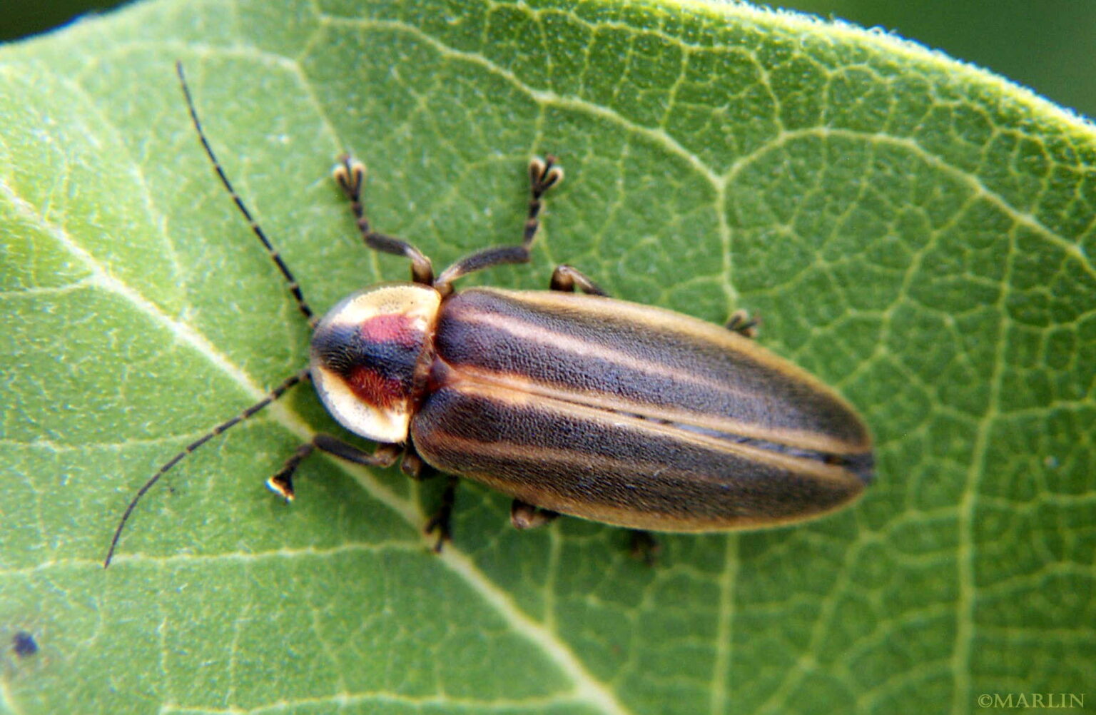 Firefly - Photuris and Photinus species - North American Insects & spiders