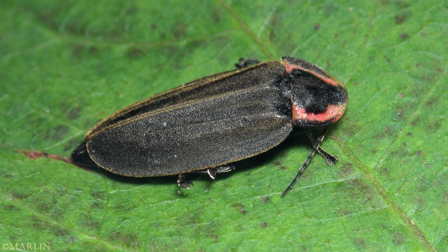 Firefly - Photuris and Photinus species - North American Insects & spiders