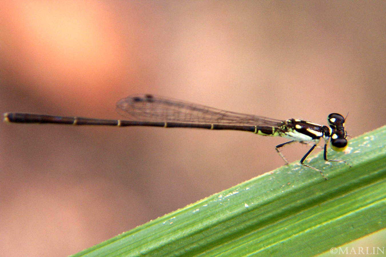 Fragile Forktail Damselfly - North American Insects & spiders