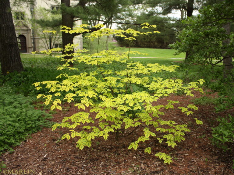 Golden Shadows Pagoda Dogwood - North American Insects & spiders