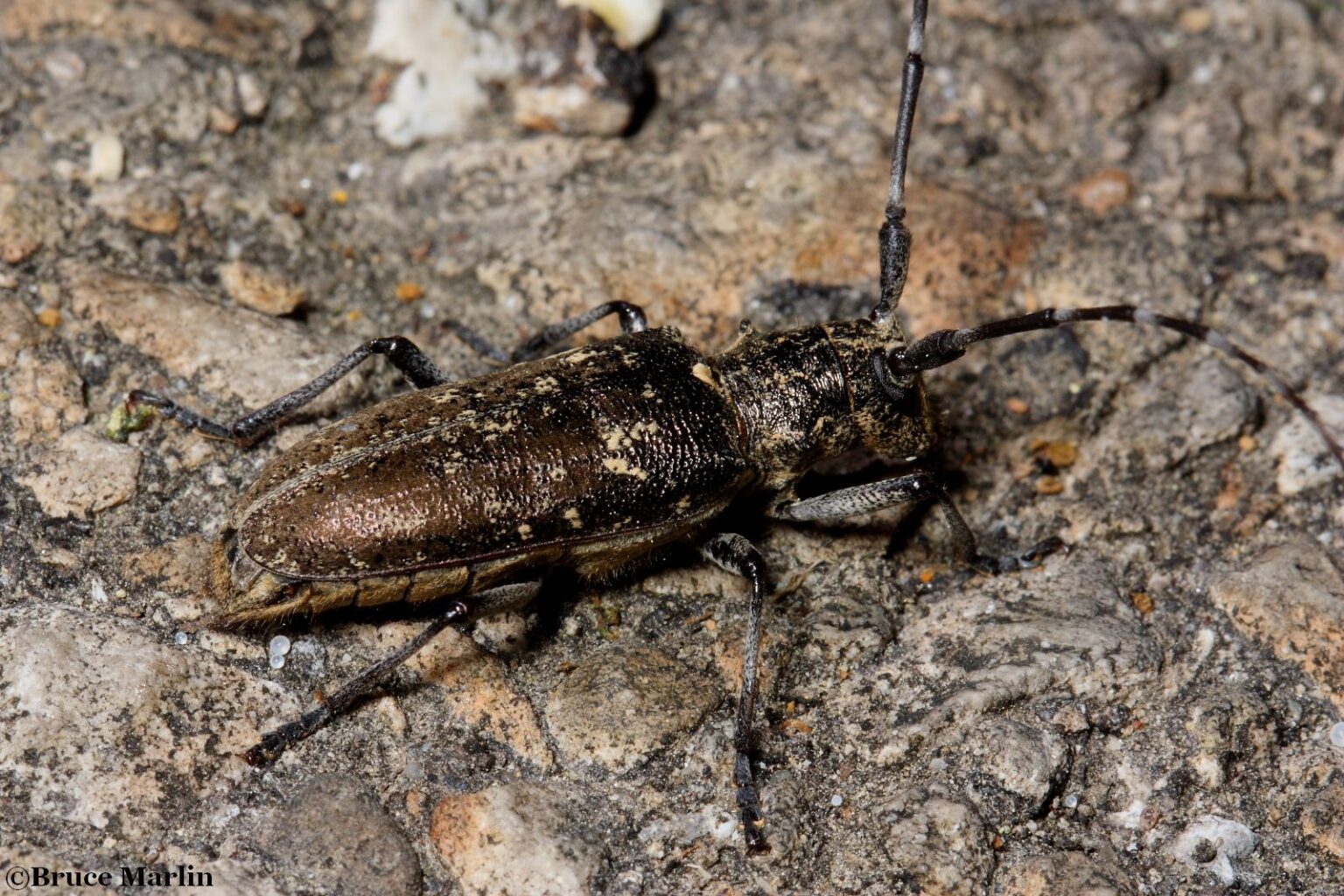 Whitespotted Sawyer Beetle - North American Insects & spiders