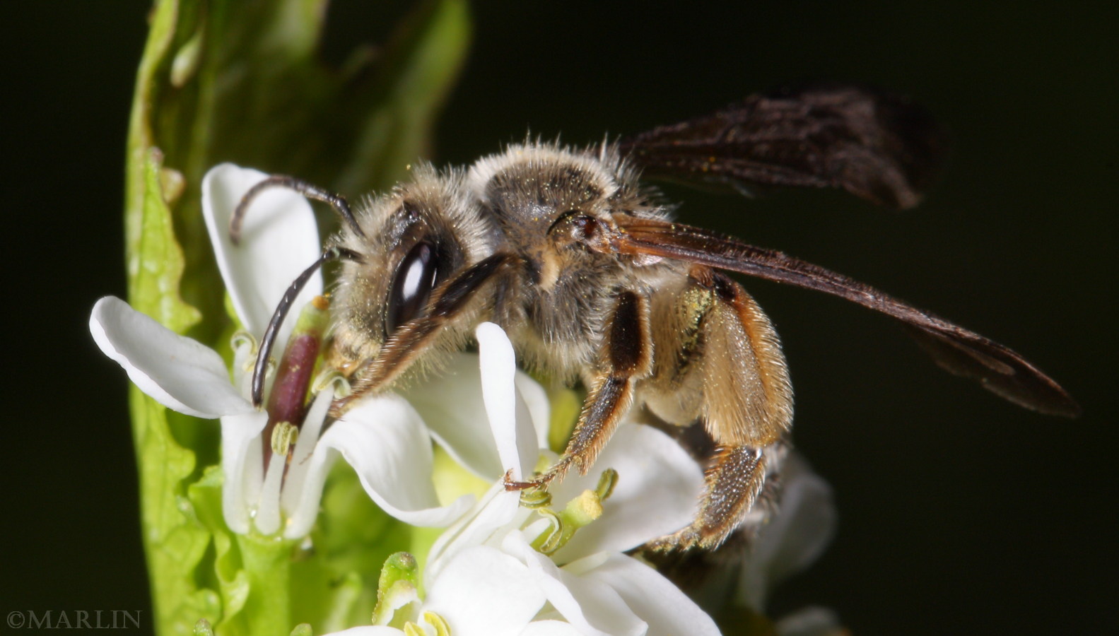 Halictid Bee H legatus - North American Insects & spiders