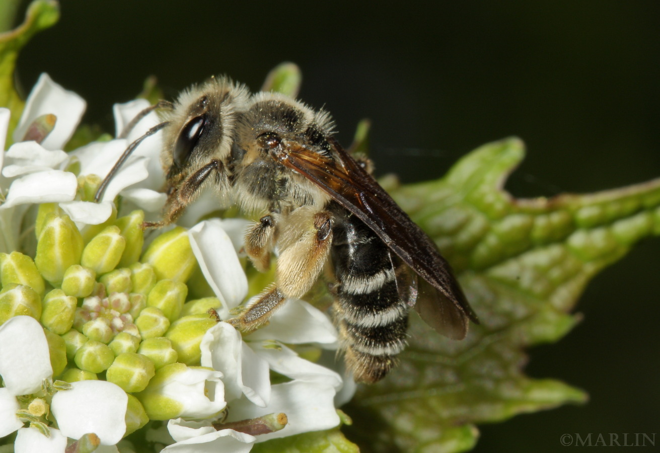 Halictid Bee H legatus - North American Insects & spiders