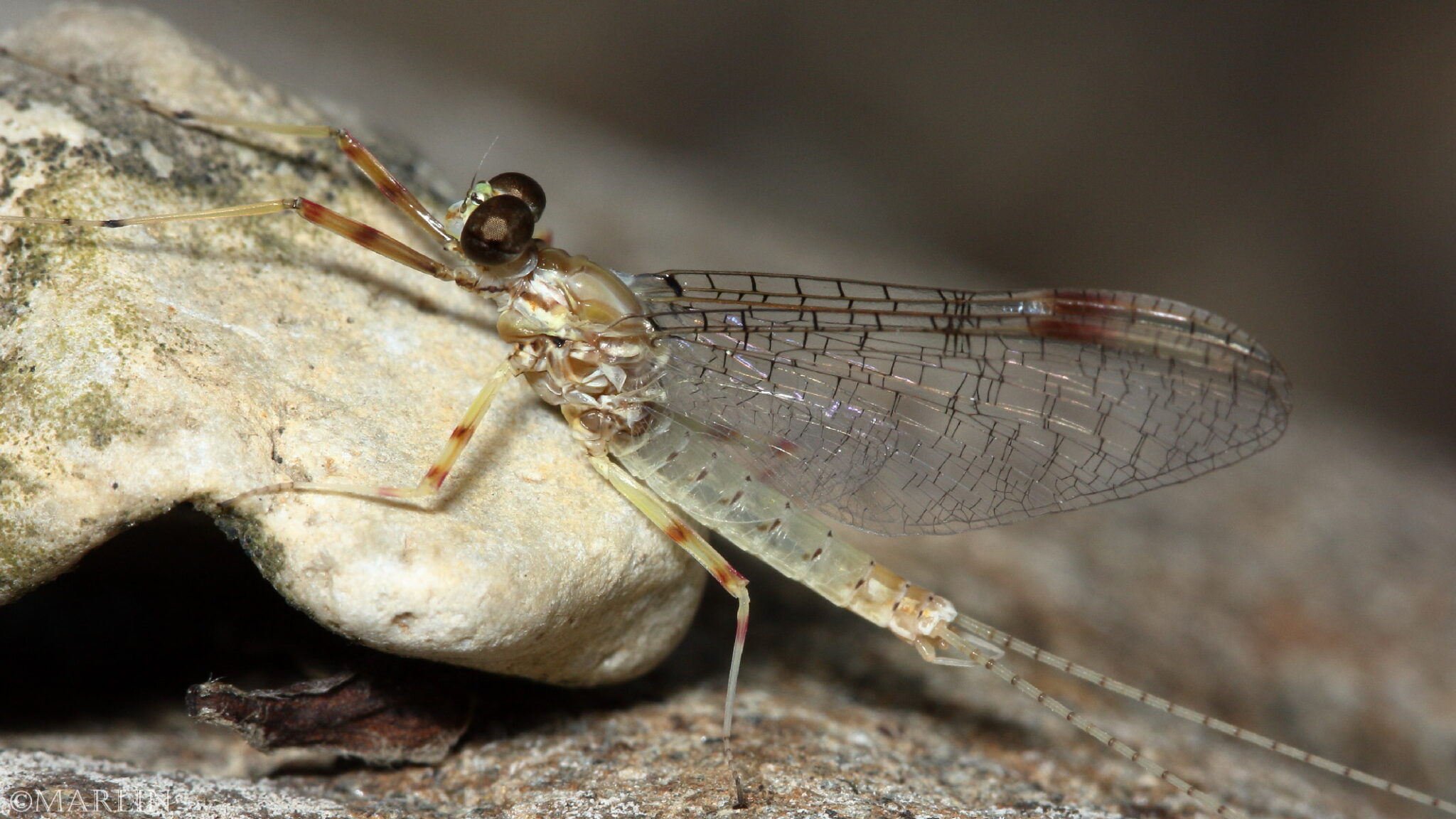 Order Ephemeroptera - Mayflies - North American Insects & spiders