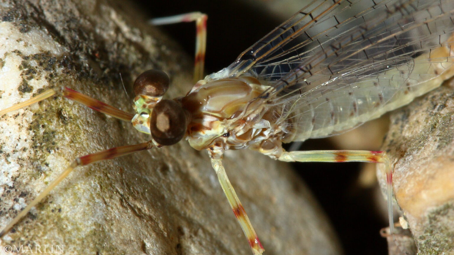 Order Ephemeroptera - Mayflies - North American Insects & spiders