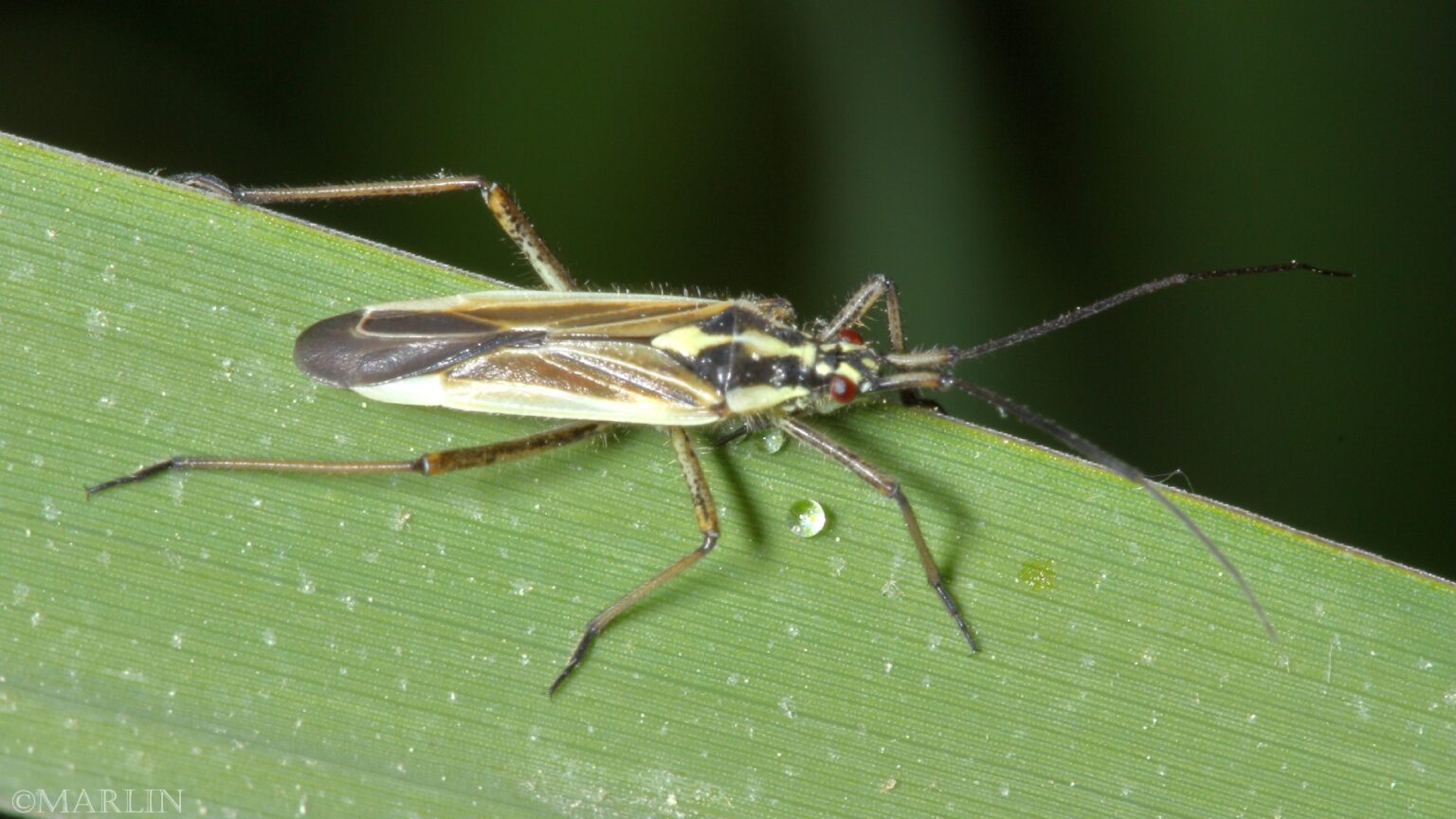 Meadow Plant Bug - Leptopterna dolabrata - North American Insects & spiders