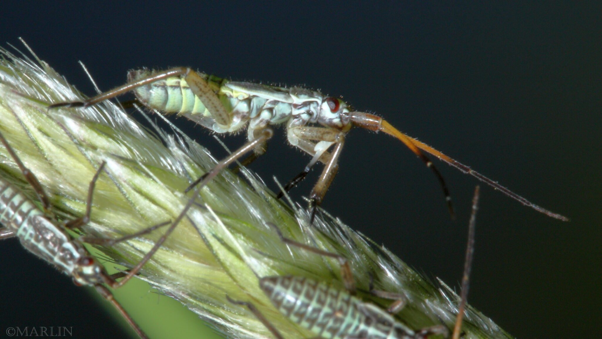 Meadow Plant Bug - Leptopterna dolabrata - North American Insects & spiders
