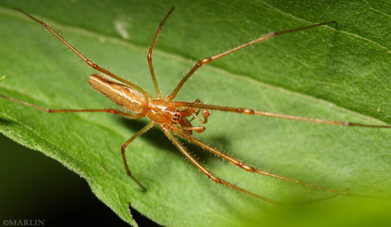 Long- Jawed Orbweaver Spider - Tetragnatha laboriosa - North American ...