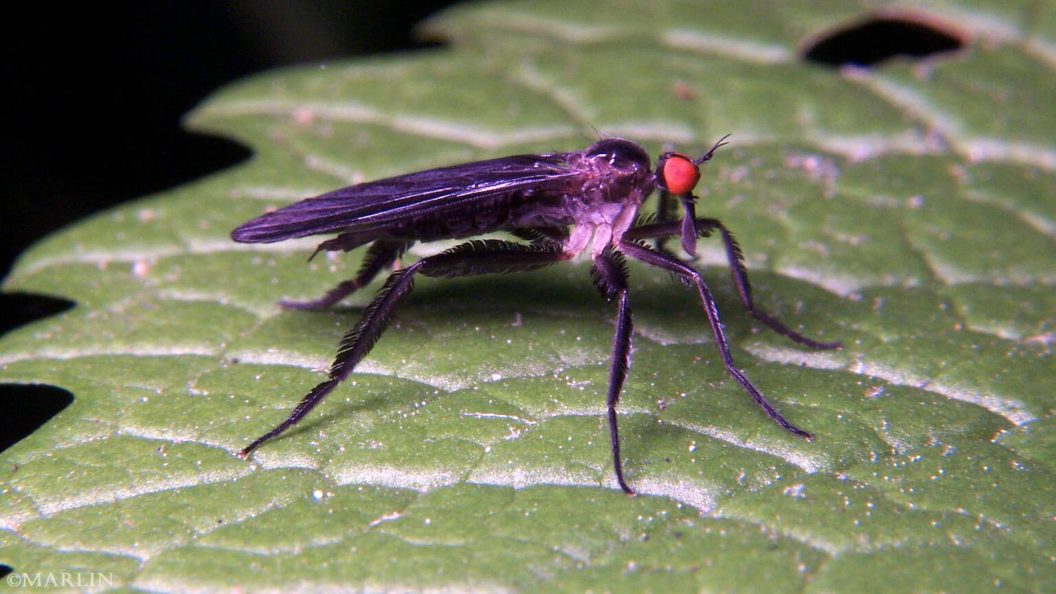 Long-Tailed Dance Fly - Rhamphomyia - North American Insects & spiders