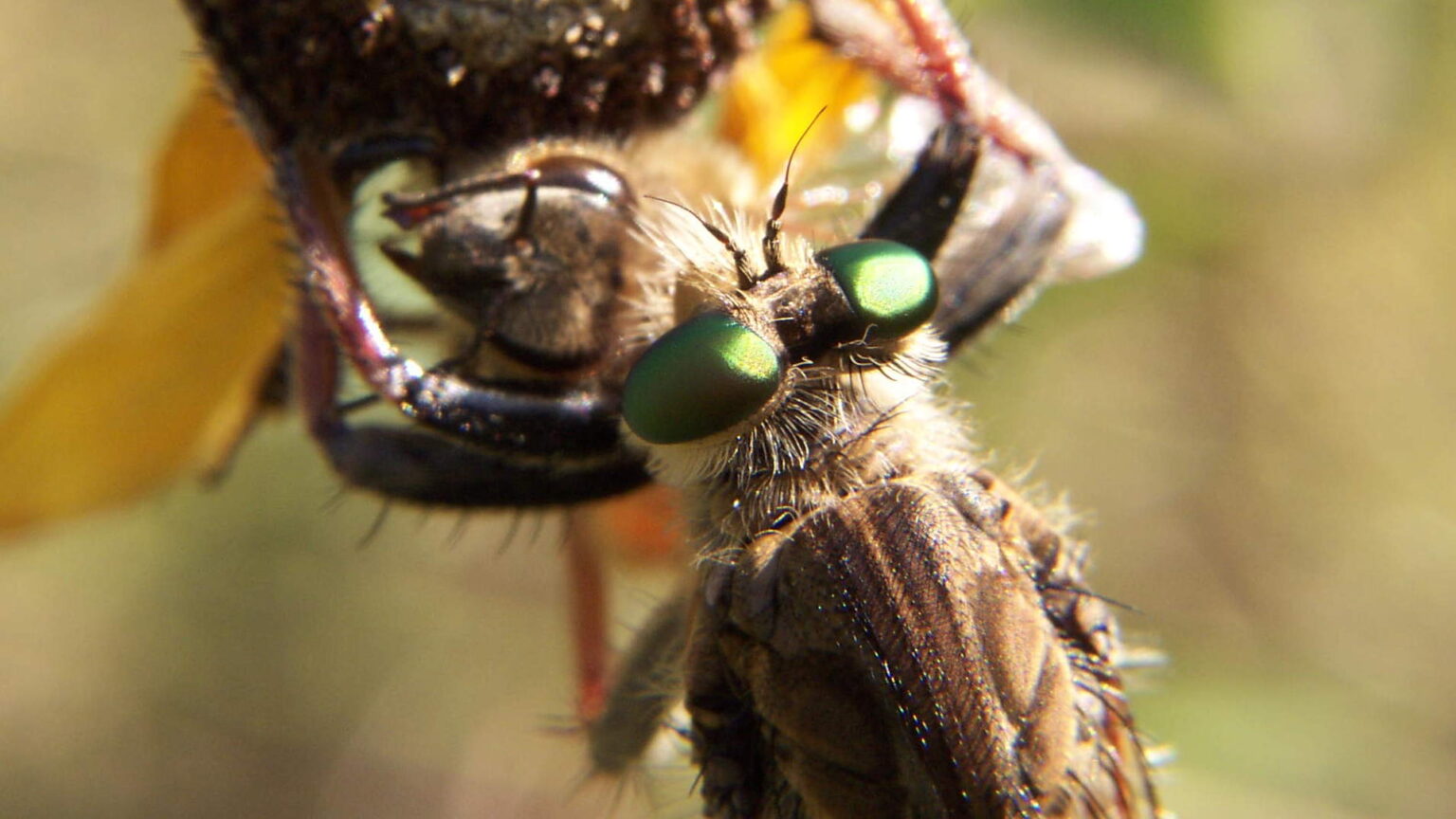 Giant Robber Fly - Promachus - North American Insects & spiders