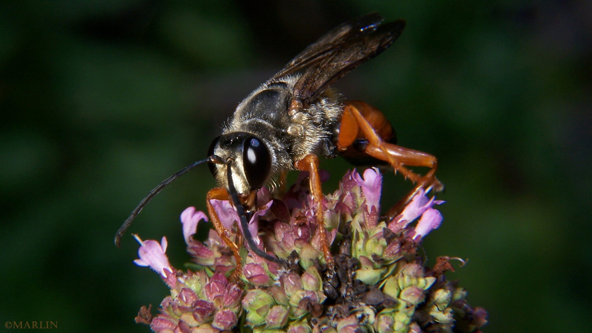 Great Golden Digger Wasp - North American Insects & spiders