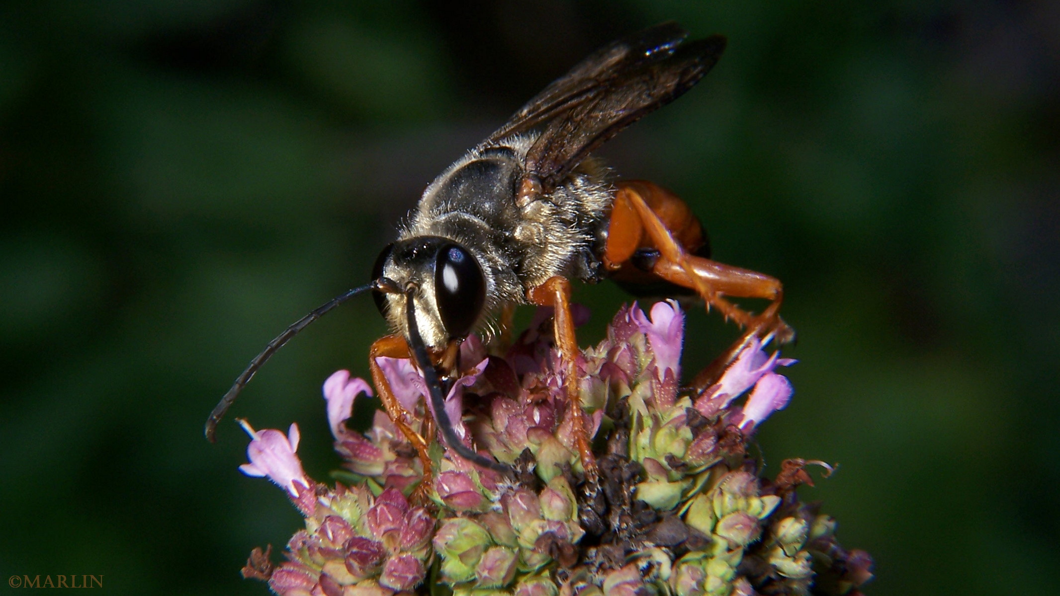 Great Golden Digger Wasp - North American Insects & spiders