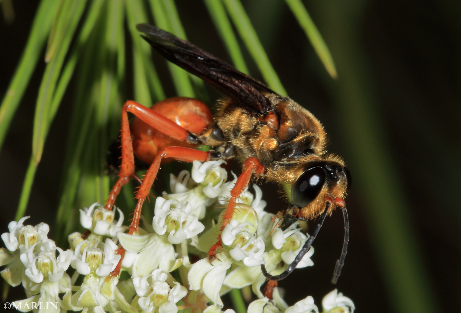 Great Golden Digger Wasp - North American Insects & spiders