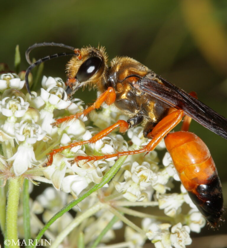 Great Golden Digger Wasp - North American Insects & spiders