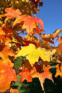 Green Mountain Sugar Maple - North American Insects & spiders