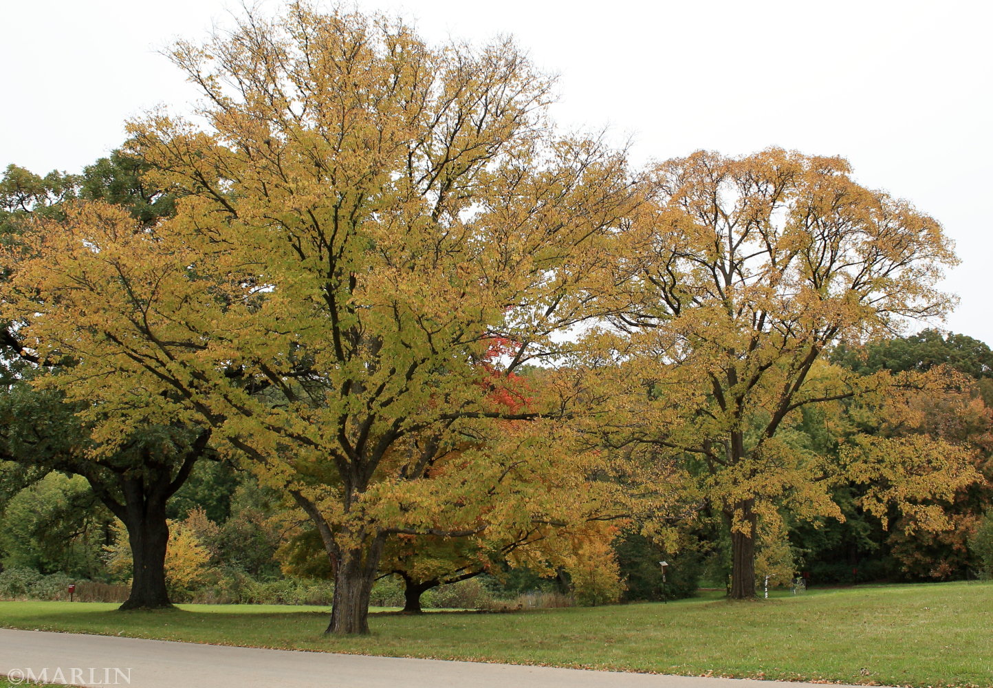 color photo Japanese Elm