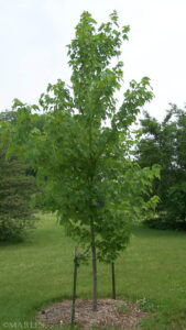 Marmo Freeman's Maple - North American Insects & spiders