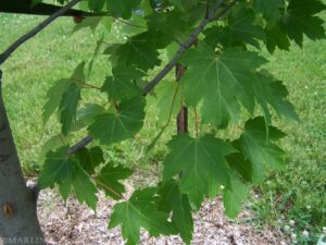 Marmo Freeman's Maple - North American Insects & spiders