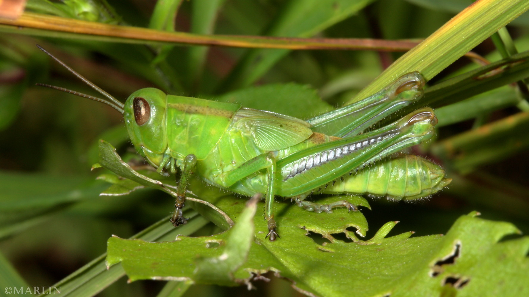 Grasshopper Nymphs - Melanoplus - North American Insects & Spiders