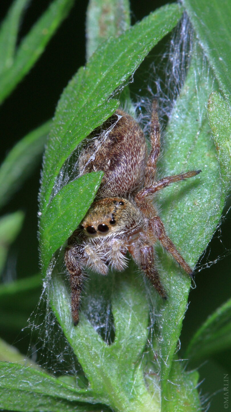 Family Salticidae - Jumping Spiders - North American Insects & spiders
