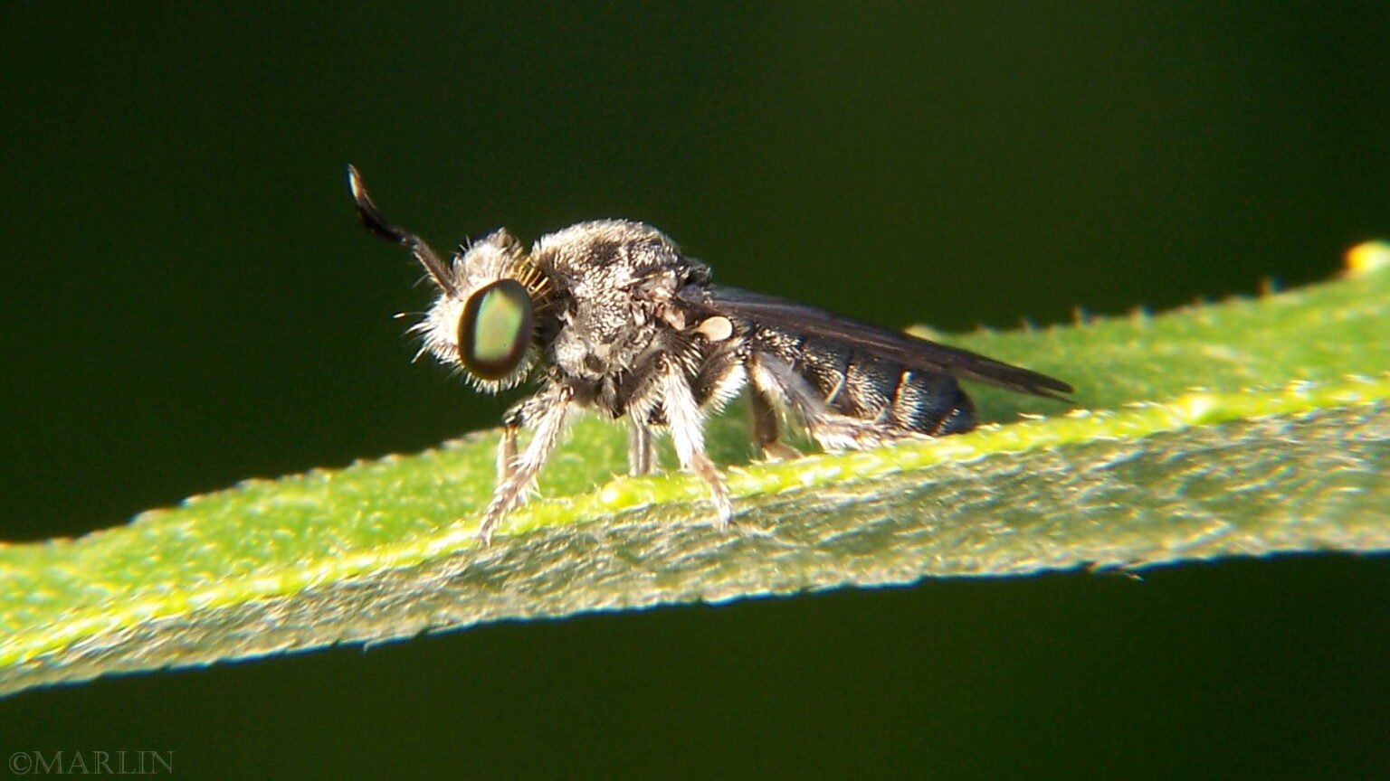 Robber Fly - Cerotainia albipilosa - North American Insects & spiders