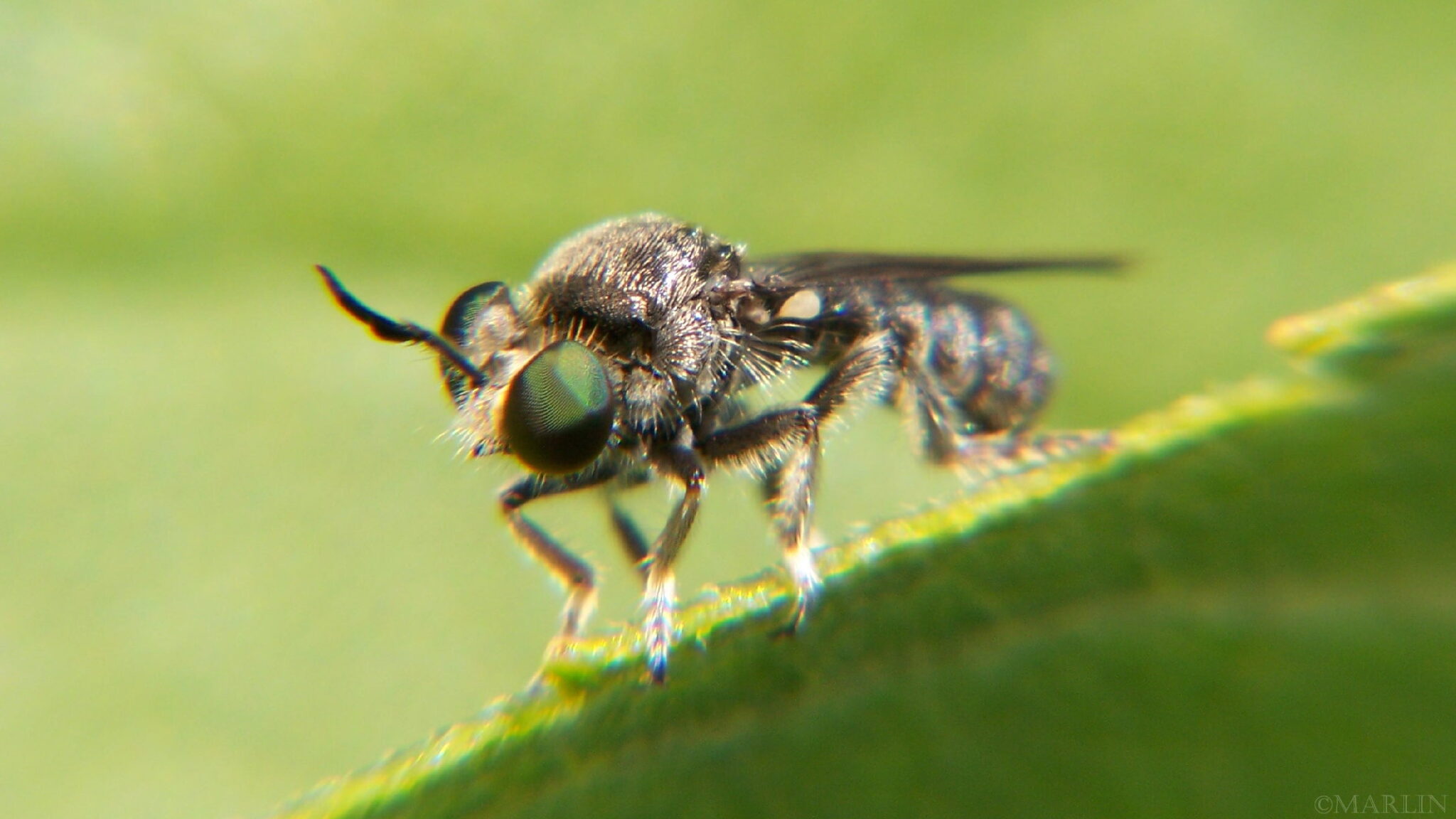 Robber Fly - Cerotainia albipilosa - North American Insects & spiders
