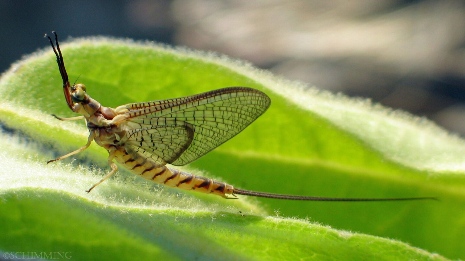Order Ephemeroptera - Mayflies - North American Insects & spiders