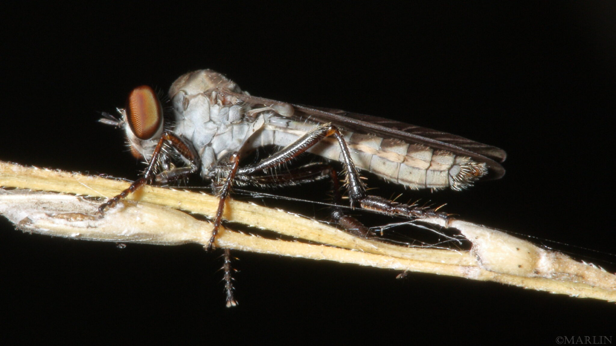 Robber Fly - Holcocephala abdominalis - North American Insects & spiders