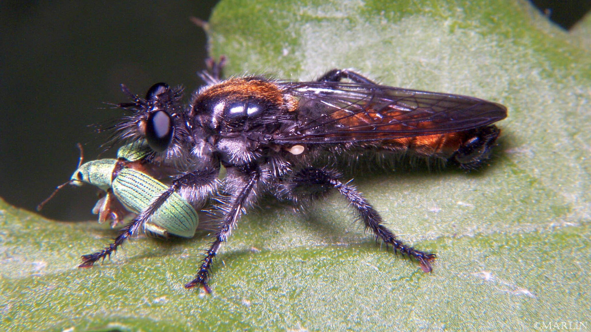 Robber Fly - Laphria index - North American Insects & spiders