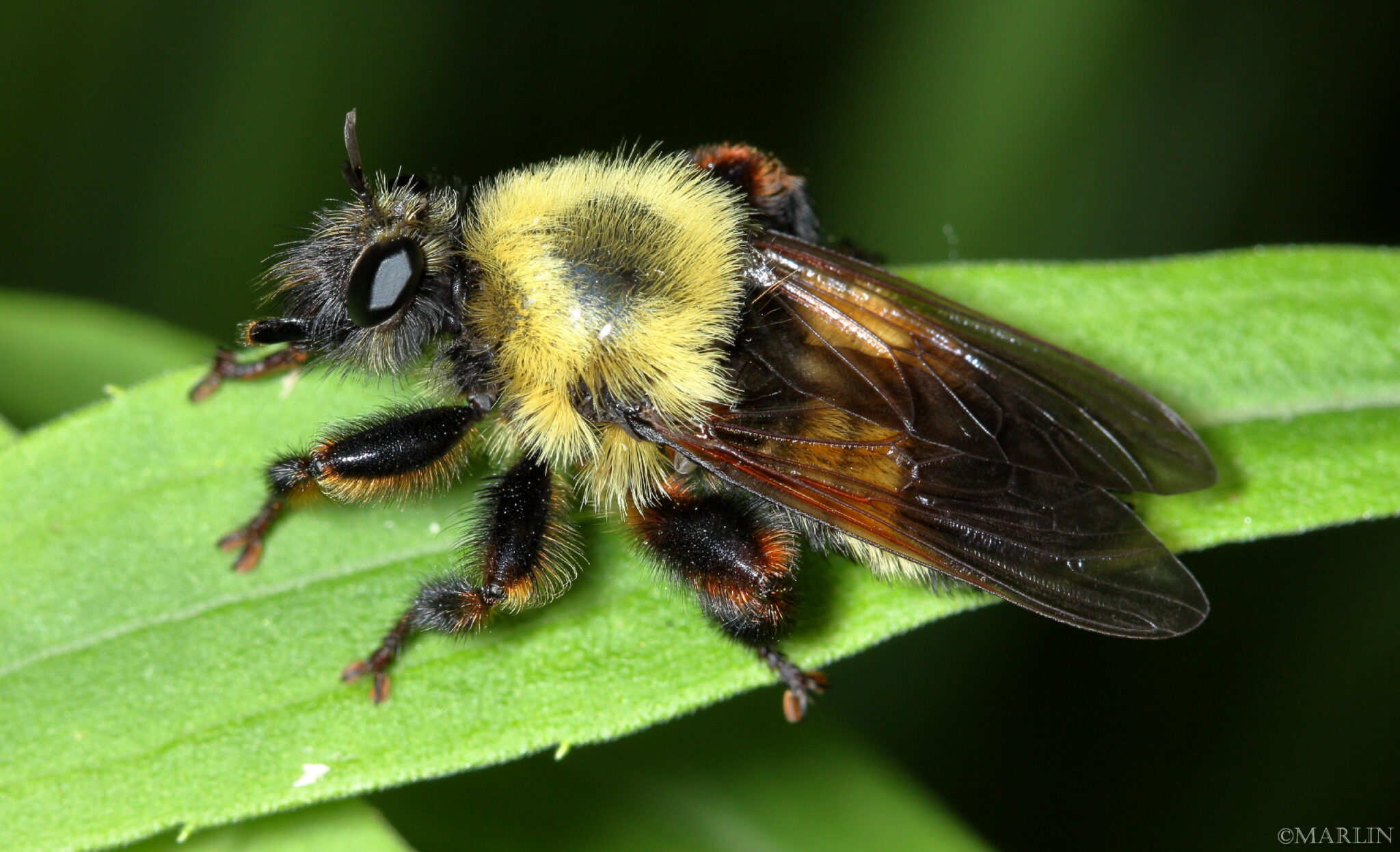 Robber Fly - Laphria thoracica - North American Insects & spiders