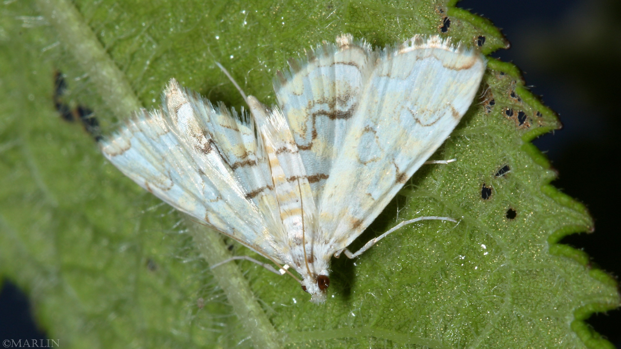 Pondside Pyralid Moth - North American Insects & Spiders